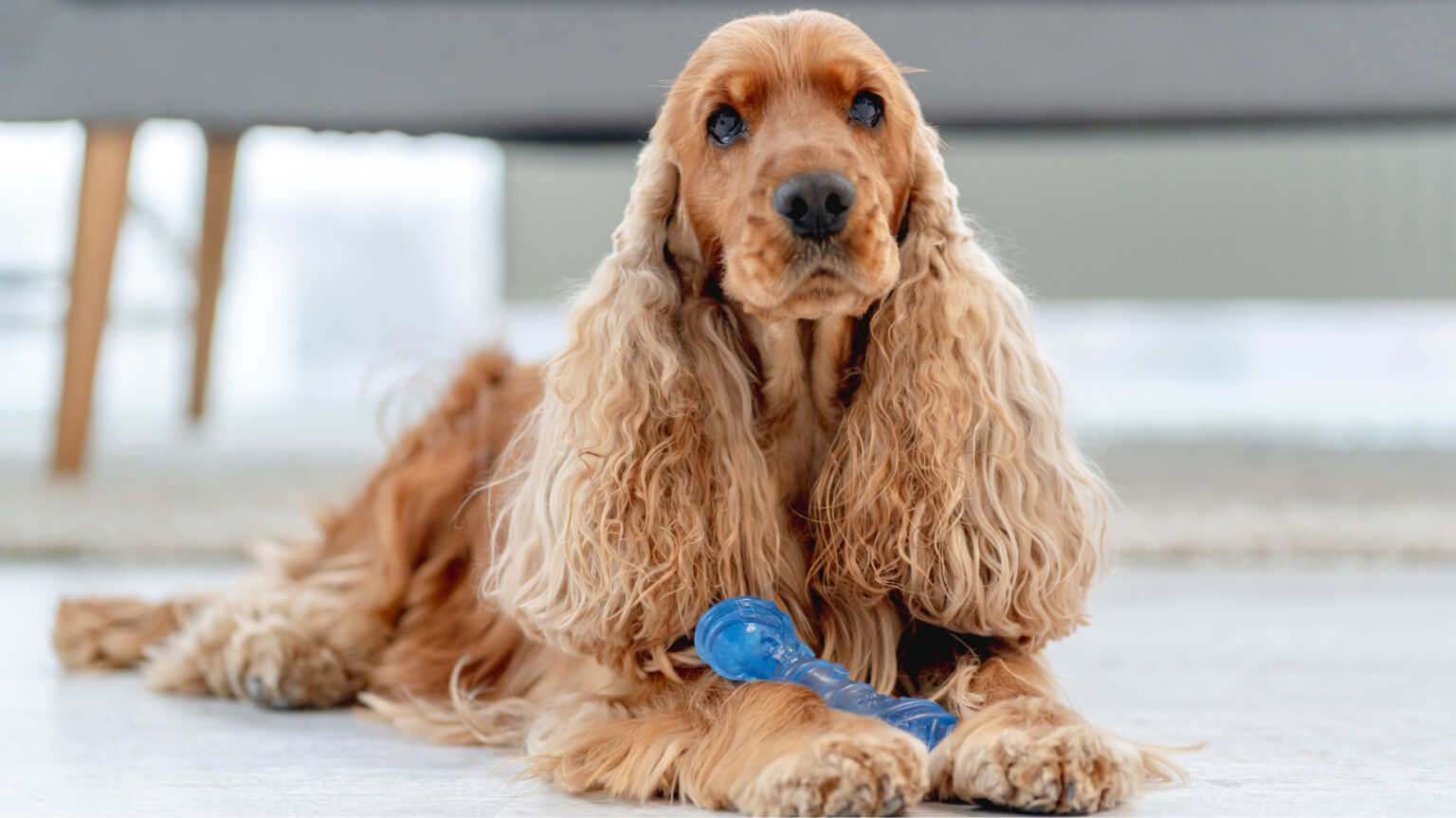 Top Reasons Why Cocker Spaniels Make the Perfect Family Dog